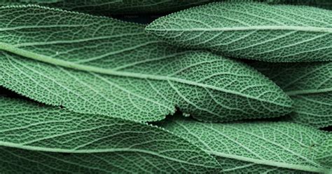 푸른 나뭇잎 한 다발의 클로즈업 사진 Unsplash의 텍스처 이미지