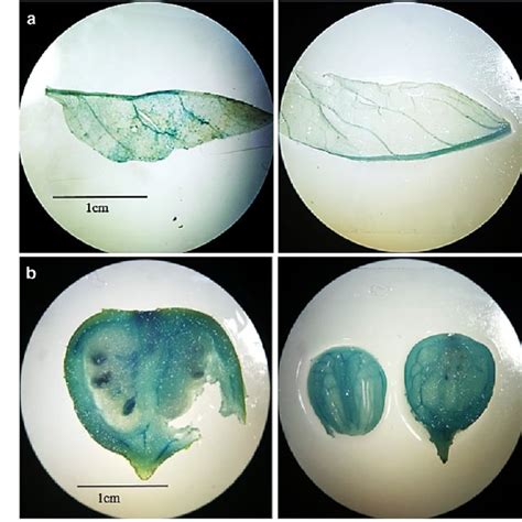 Agroinfiltration Of Tomato Leaves And Fruits Using The Vacuum
