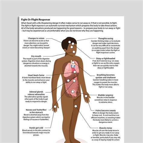 Understanding The Fight Or Flight Response In Psychology