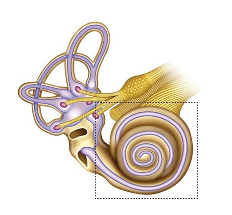 Id Quiz 3 Diagram Quizlet Id Quiz 3 Diagram Quizlet