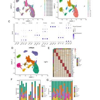 Analysis Of Cell Subsets Of Single Cell RNA Sequencing ScRNA Seq From Download Scientific