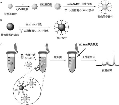 Novel Sers Substrate Based Method For Quantitatively Testing Pathogenic Bacteria Eureka Patsnap