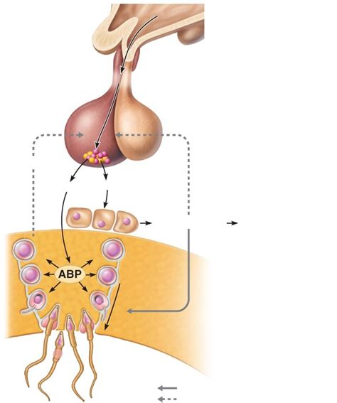 Hormonal Regulation Of Testicular Function The Hypothalamic Pituitary