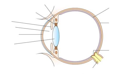 Diagram Of Aqa Gcse Biology The Eye Quizlet