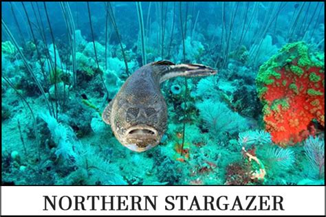 7 Sea Creatures That Exist On Earth
