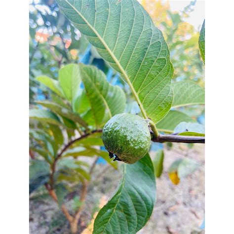 Jambu Lohan Jambu Lohan Added A New Photo — With Rawi Nusi