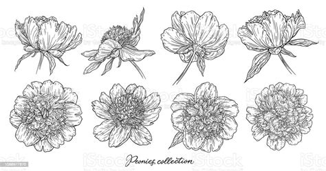 작 약 꽃 손으로 그린 라인에 설정 합니다 흑백 그래픽 낙서 스케치 꽃 벡터 일러스트 흰색 배경에 고립 복고풍에 대한 스톡 벡터 아트 및 기타 이미지 Istock