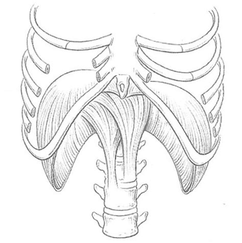 The Best Free Diaphragm Drawing Images Download From 34 Free Drawings Of Diaphragm At Getdrawings