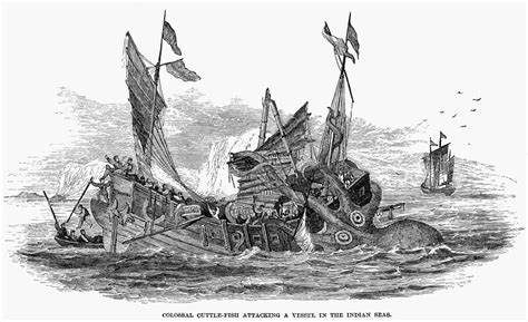 Giant Cuttlefish 1860 Ngiant Cuttlefish Attacking A Vessel In The