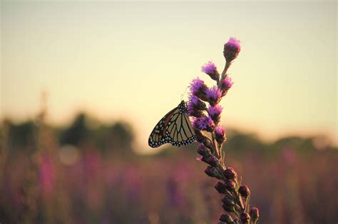Pollinator Protection Package Reintroduced In Wisconsin Legislature With Bipartisan Support Wpr