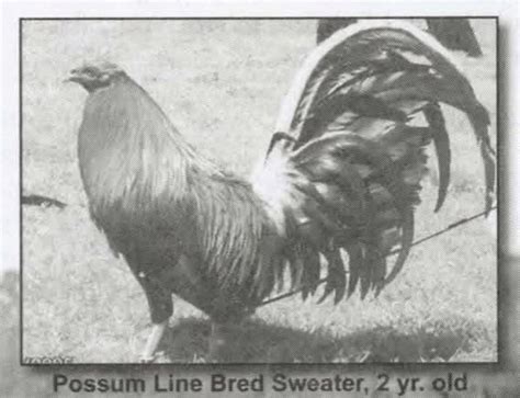 El The Sweater Bloodline Was Founded By Sweater Mcginnis Who Crossed
