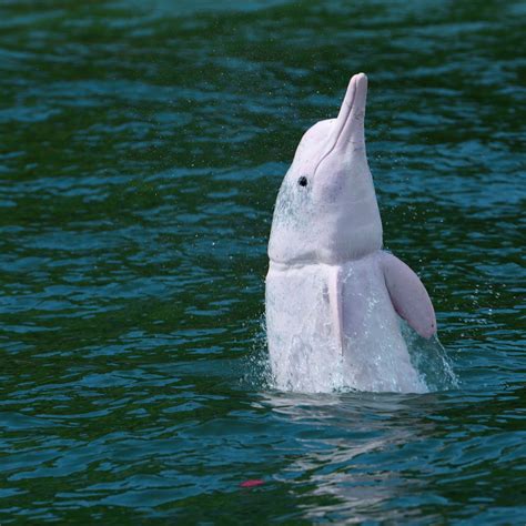 Unitree Founder Wang Xingxing A Post 90s Robotics Genius