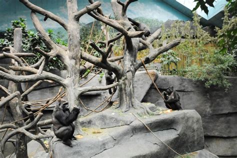 New Indoor Outdoor Primate Habitat Planned For Brookfield Zoo Forest