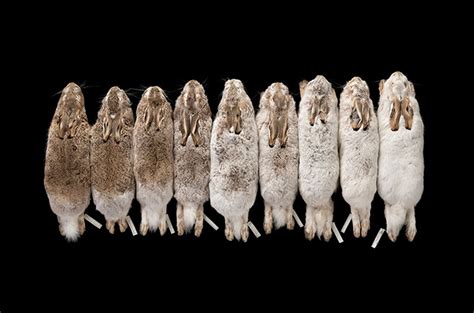 Official Denver Museum Of Nature And Science White Tailed Jackrabbit