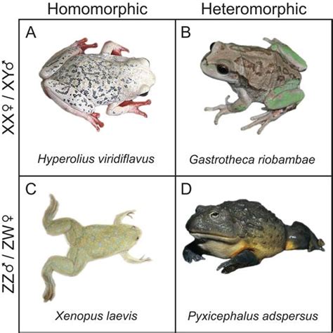 The Sex Chromosomes Of Frogs Variability And Tolerance Offer Clues To Genome Evolution And Function