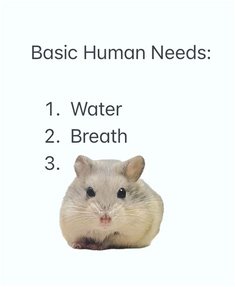 Hamster Memes That Will Have You Squeaking With Laughter Bored Panda