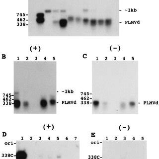 Schematic Representation Of The Mechanism Of Viroid Rolling Circle Download Scientific Diagram