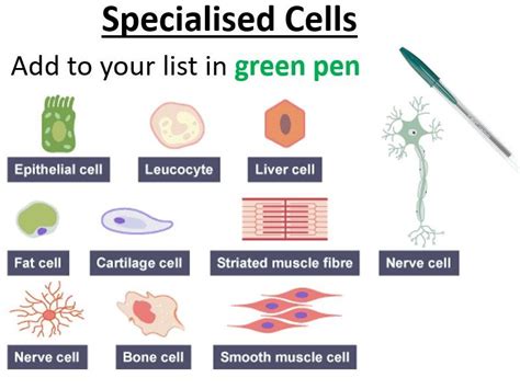 Types Of Specialized Plant Cells At Shirley Hickey Blog
