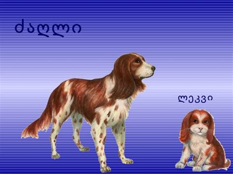შინაური ცხოველები