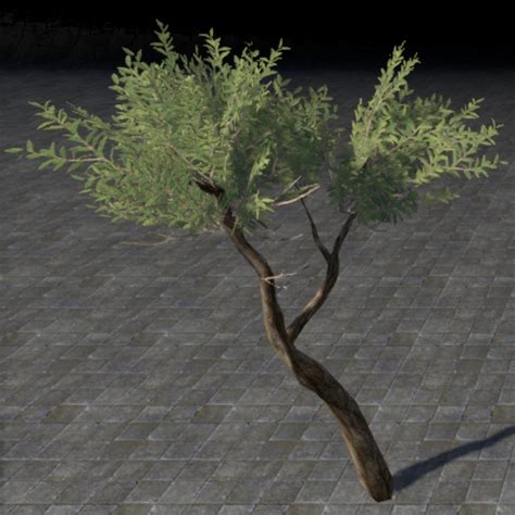 Online Sapling Lanky Ash Laurel Uesp Wiki The Unofficial Elder Scrolls Pages
