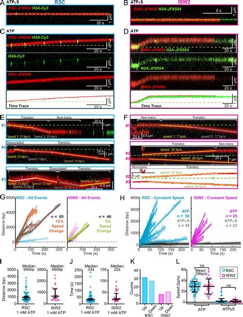 Dynamic 1d Search And Processive Nucleosome Translocations By Rsc And