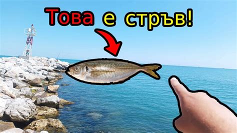 ОГРОМНИ МОРСКИ ЗВЕРОВЕ Как да направим ДЪНЕН МОНТАЖ за ЕДРИ ХИЩНИЦИ Риболов на ДЪНО ОТРОВНА