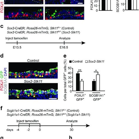 Stk11 Ensures The Ciliated Cell Fate Commitment A Immunofluorescence Download Scientific