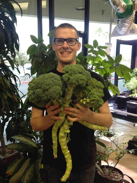 Incredible Indoor Hydroponic Broccoli Rhydro