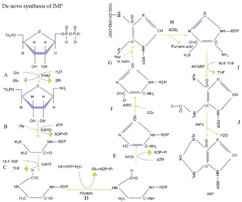 De Novo Synthesis Of Imp A Phosphoribosyl Pyrophosphate Download Scientific Diagram