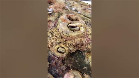 海龟的天敌是藤壶，藤壶的天敌是谁。拯救海龟 清理藤壶解压 抠藤壶 解压 Youtube