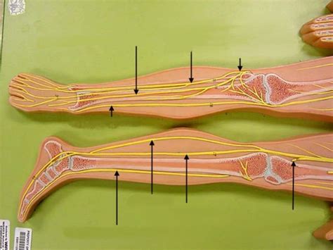 Week Nerve Plexus Model Diagram Quizlet
