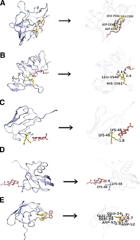 Molecular Models Of The Binding Of A Tp 53 With Mandenol B Tp53 Download Scientific