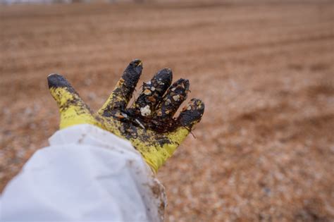 장갑을 끼고 연료유를 낀 자원봉사자의 손이 흑해를 배경으로 펼쳐져 있다 흑해에서 일어난 환경 재앙을 멈춰라 사고의 결과 제거 계절에 대한 스톡 사진 및 기타 이미지 Istock