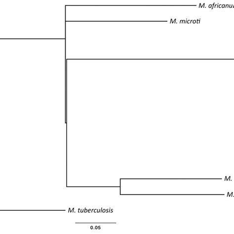 Figure Maximumlikelihood Single Nucleotide Polymorphism Snp Tree Of Download Scientific