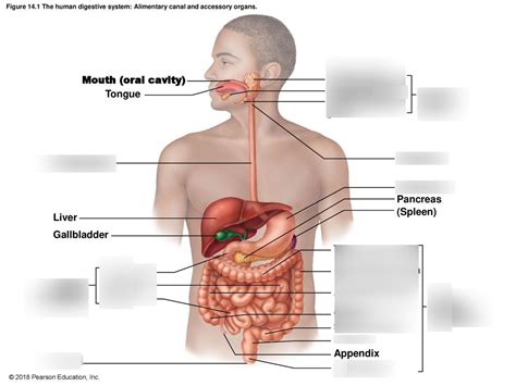 Respiratory And Digestion Lab Quiz 6 Diagram Quizlet