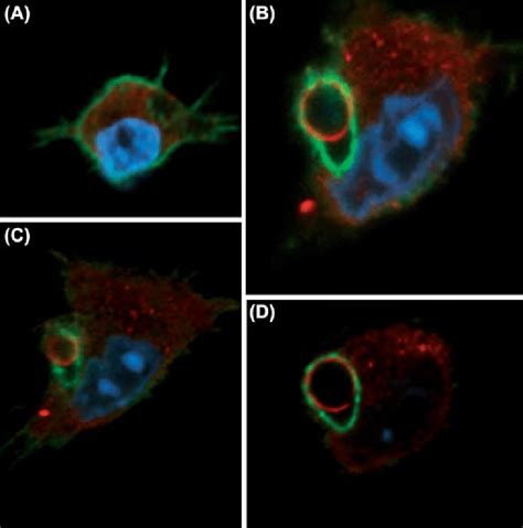 Rearrangement Of Actin During Internalization By Macrophage Cells A Download Scientific
