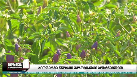 მეურნეობა „სამყურა“ წნორში ეგზოტიკურ ბოსტნეულს აწარმოებს Youtube