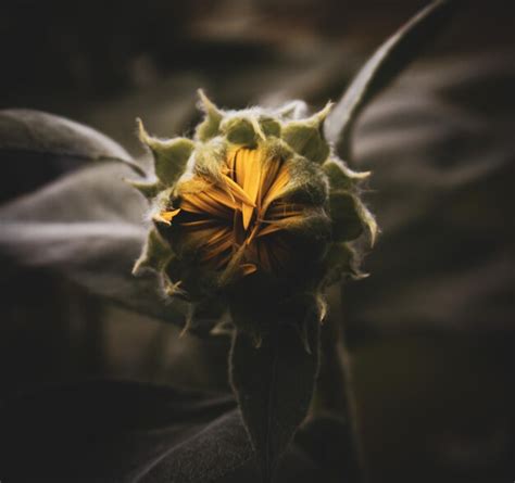 Premium Photo Wabi Sabi