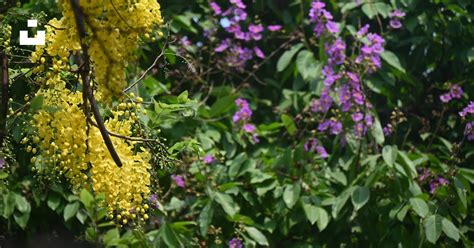 녹색 잎 사이로 노란색과 보라색 꽃이 피어납니다 사진 Unsplash의 무료 이미지