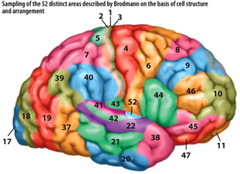 Psyc 375 Exam 1 Flashcards Quizlet