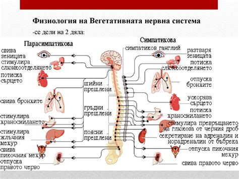 Вегетативна нервна система презентация онлайн