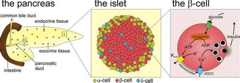 Pictures Of Beta Cells