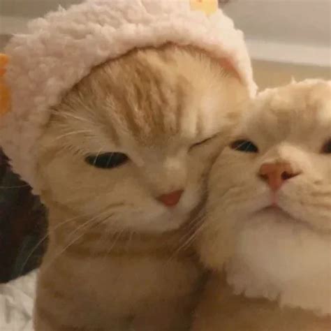 Sticker Maker Meow Meow Pikachu Part 3