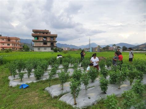 Sanskar Jangam On Linkedin Agriculture Marigold Mulching