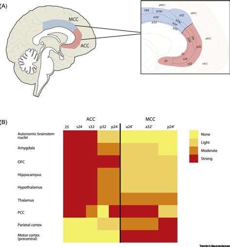 Where Is Cingulate Cortex A Cross Species View Trends In Neurosciences