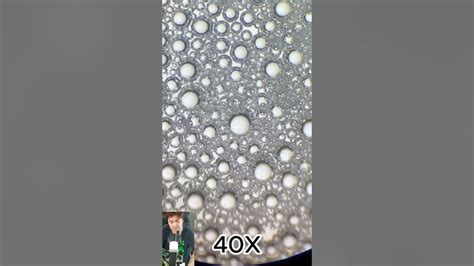 Lager Beer Under The Microscopeshorts Microscope Youtube