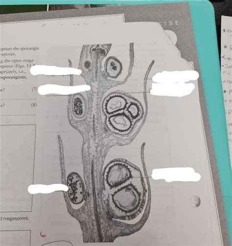 Seedless Vascular Plants Phylum Lycopodophyta Selaginella Diagram Quizlet