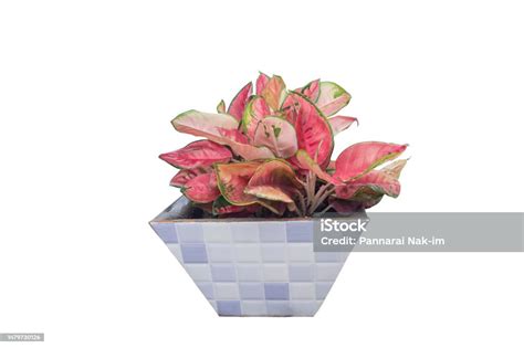 Aglaonema 빨간색 Sp 또는 흰색 배경에 격리 된 화분에서 자라는 중국 상록수는 클리핑 경로를 포함했습니다 0명에 대한 스톡 사진 및 기타 이미지 Istock