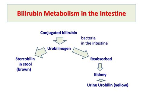 Ppt Bilirubin Metabolism And Jaundice Powerpoint Presentation Free Download Id 2728598