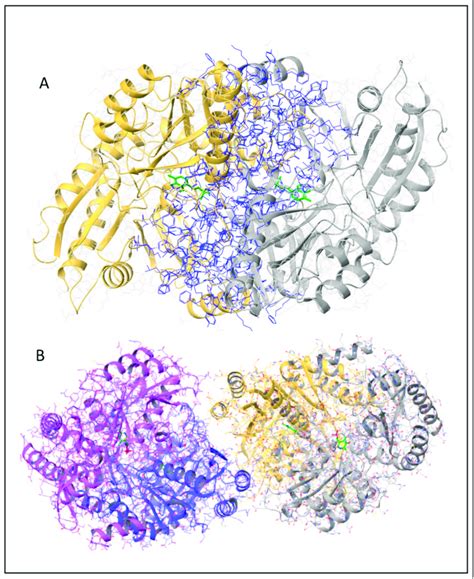 Dimeric And Tetrameric Hoat Structures Cartoon Representation Of Human Download Scientific
